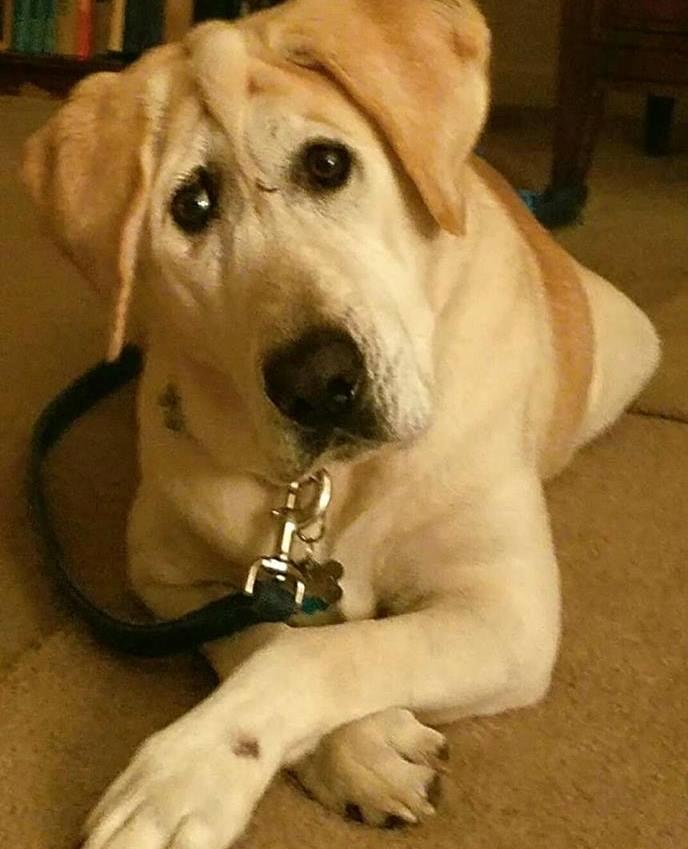 Can Dogs Have Birth Defects