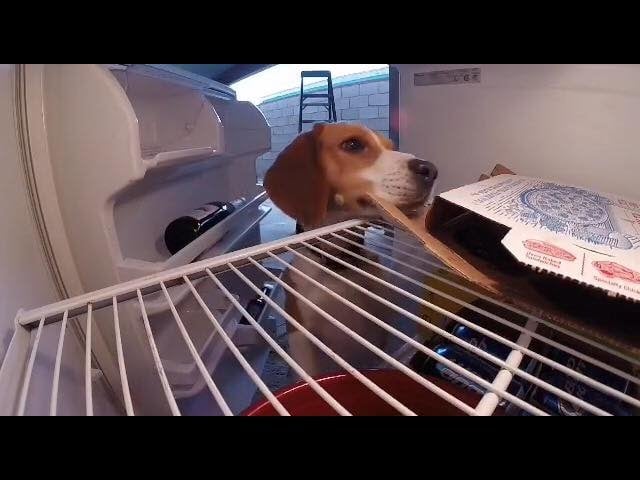 Why Do Beagles Hide Things