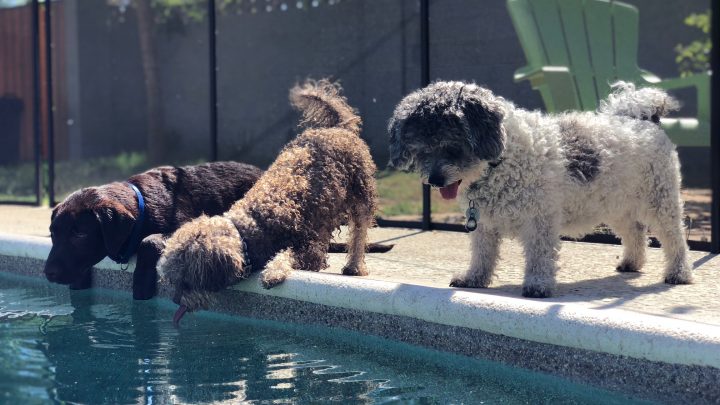 Pool Safety for Dogs | Having Fun With Your Dog in the Pool