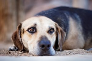 Gabapentin for Dogs: A Vet's Guide | The Dog People by Rover.com