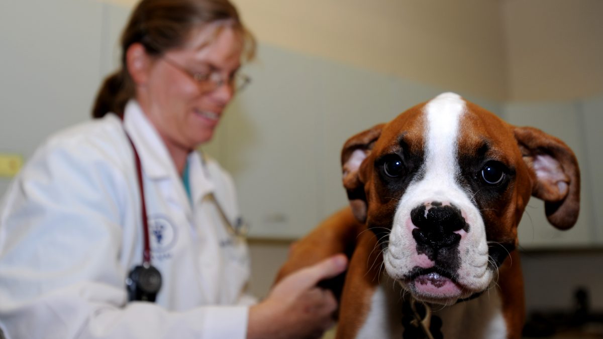 Dog Scared of the Vet? | 8 Tips and Tricks to Calm Dog Anxiety at the Vet