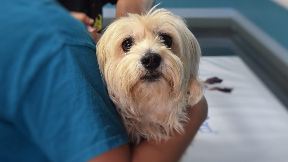 Important Here s How To Check Your Dog For Skin Cancer The Dog Important Here s How To Check Your Dog For Skin Cancer The Dog