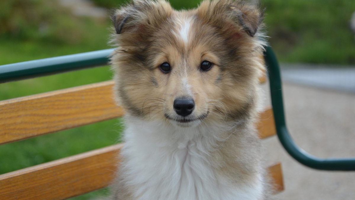 Shetland Sheepdog Facts | 9 Things Sheltie People Know by Heart