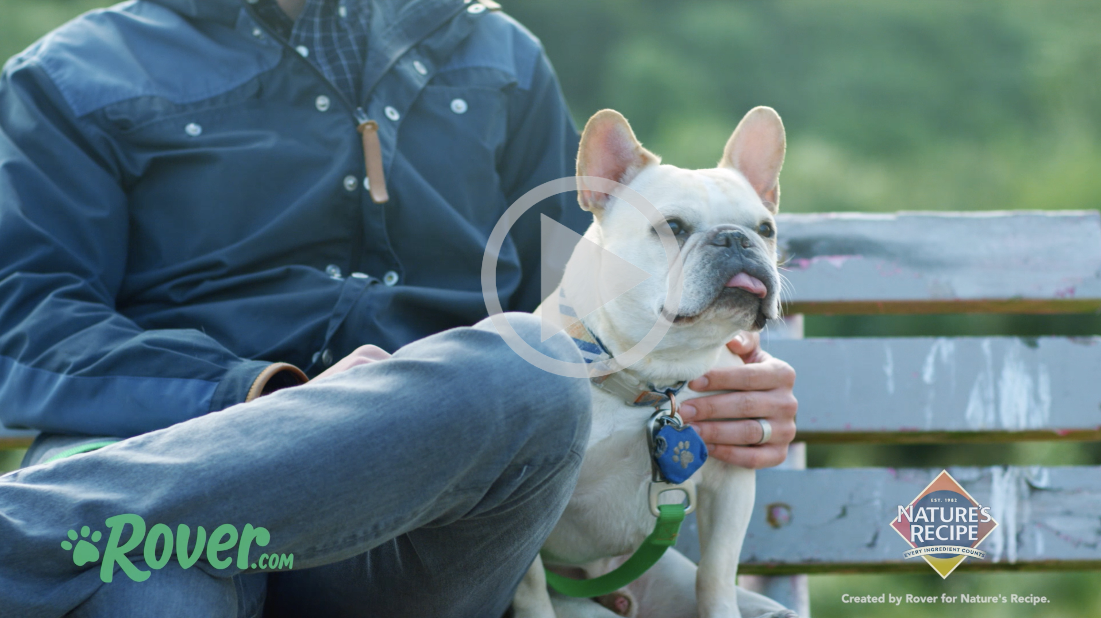 French Bulldog Recovers from IVDD Surgery in Heartwarming Video