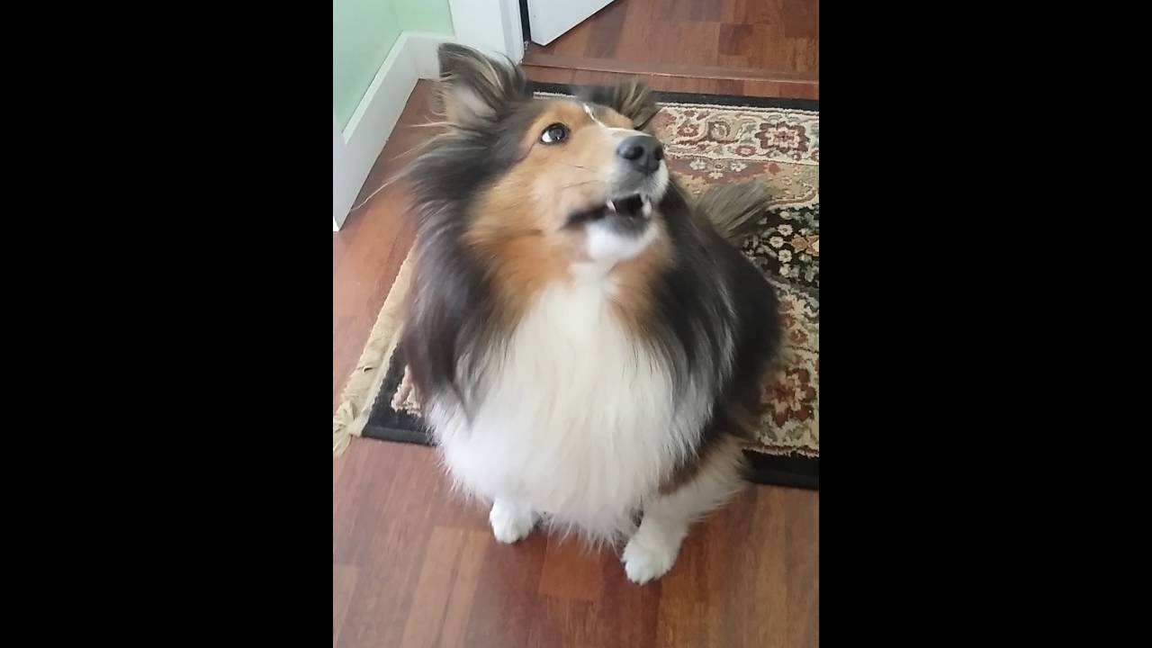 Shetland Sheepdog Facts | 9 Things Sheltie People Know by Heart