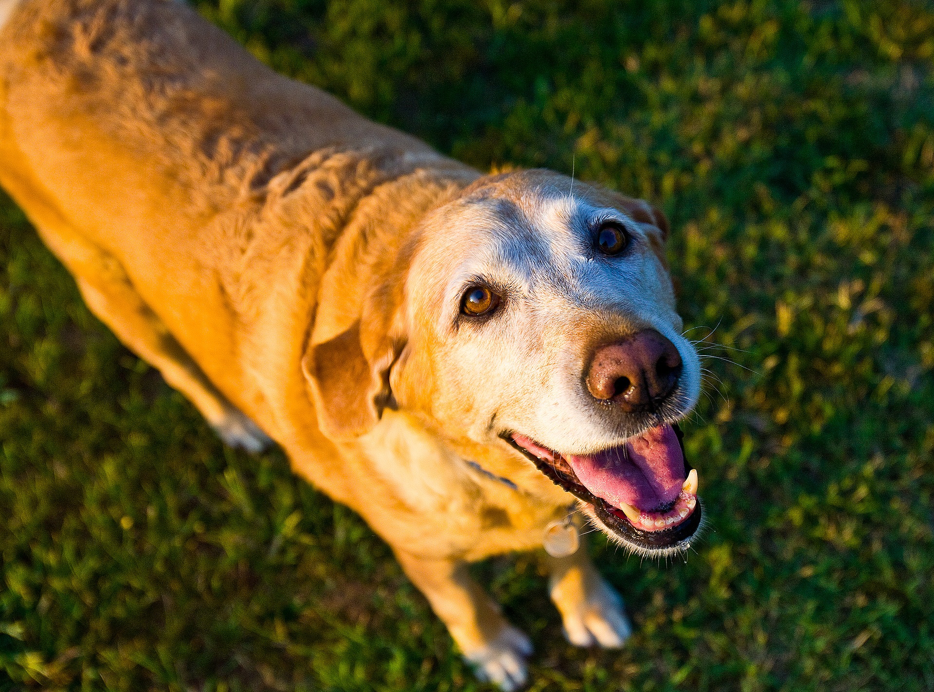 Labrador Retriever: Gezondheid, Geschiedenis en Karakter