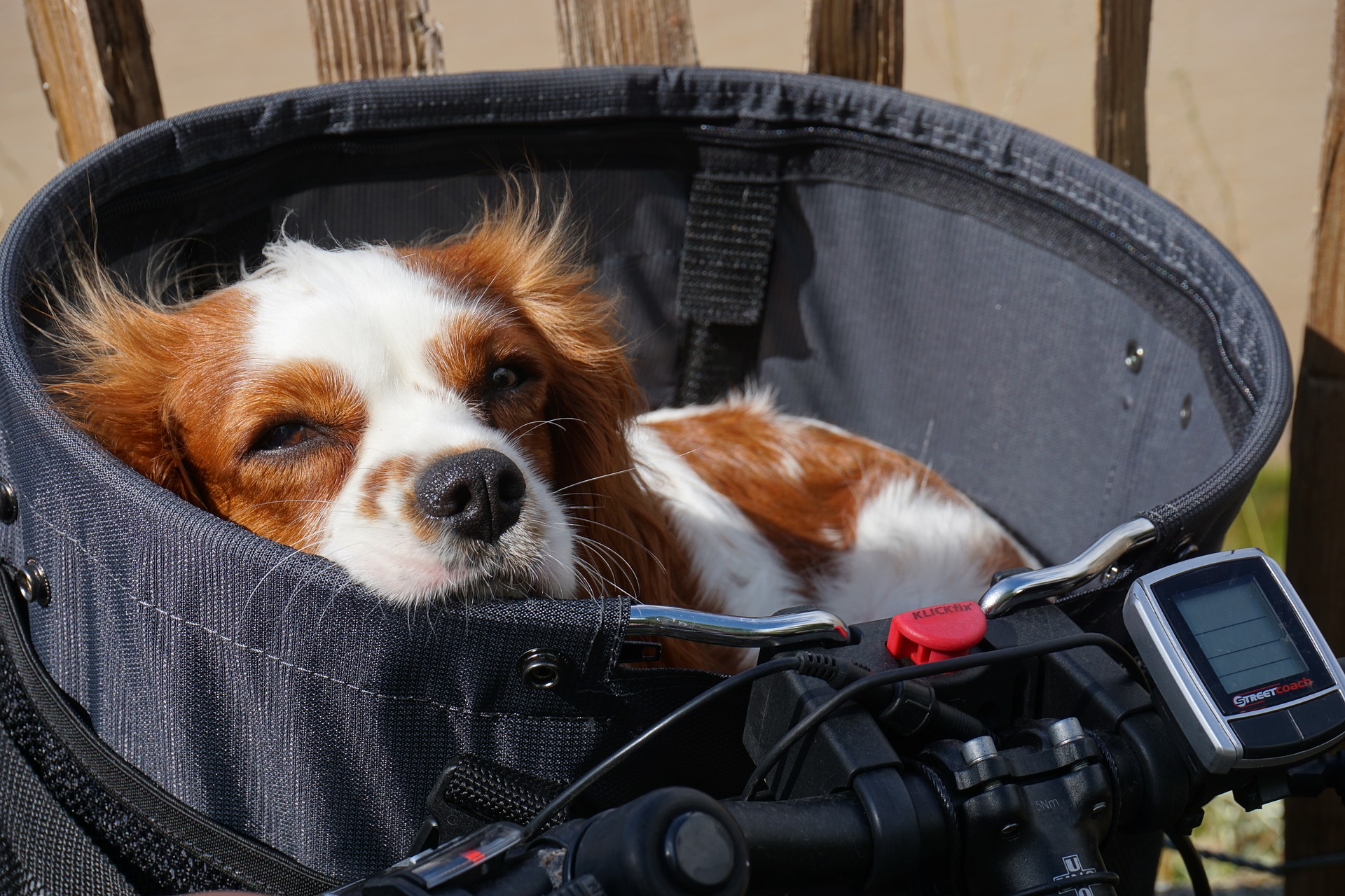 The Snuggliest Dog Breeds Ever: Meet the 10 Most Affectionate Dogs