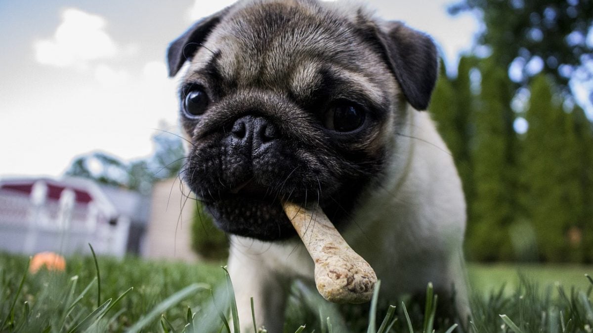 Pug Puppies: Everything You Need to Know | The Rover Blog