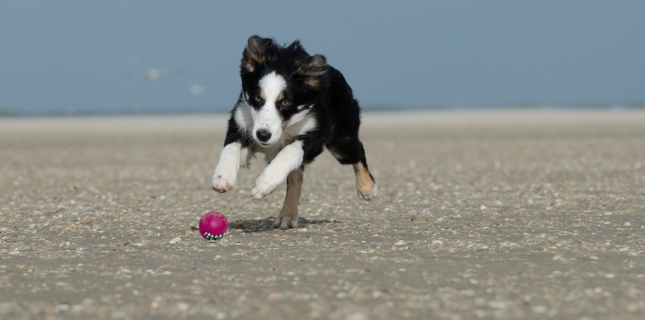 The 116 Most Popular Border Collie Names of 2021