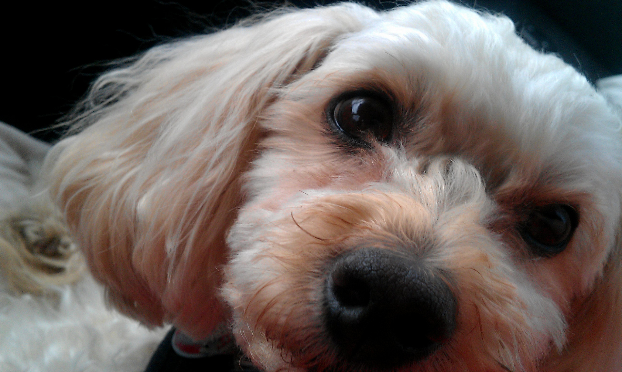 Tear Stains In Dogs Why They Happen And How To Help The Dog People Tear Stains In Dogs Why They Happen And How To Help The Dog People