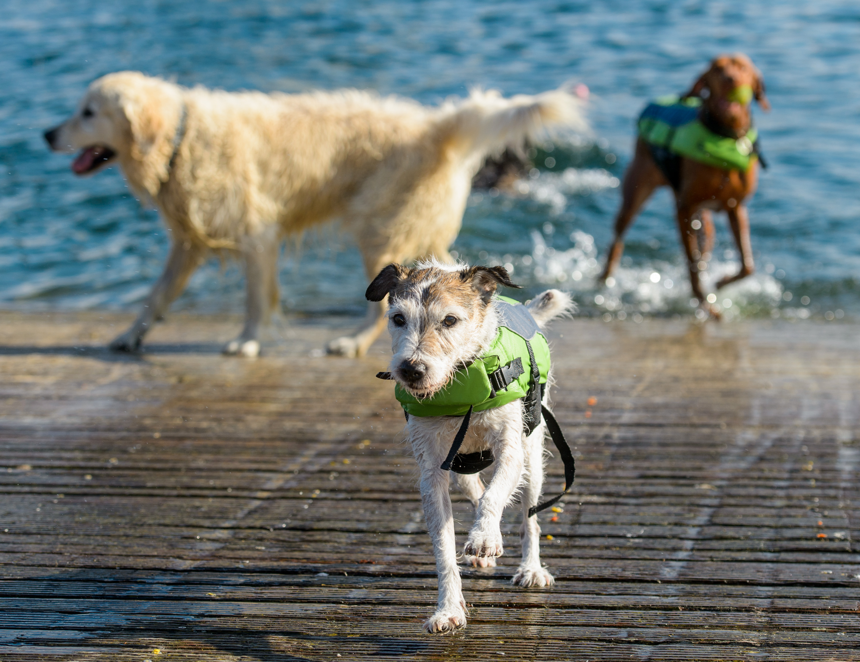 Rover.com launches in the UK with a splash | The Dog People by Rover.com