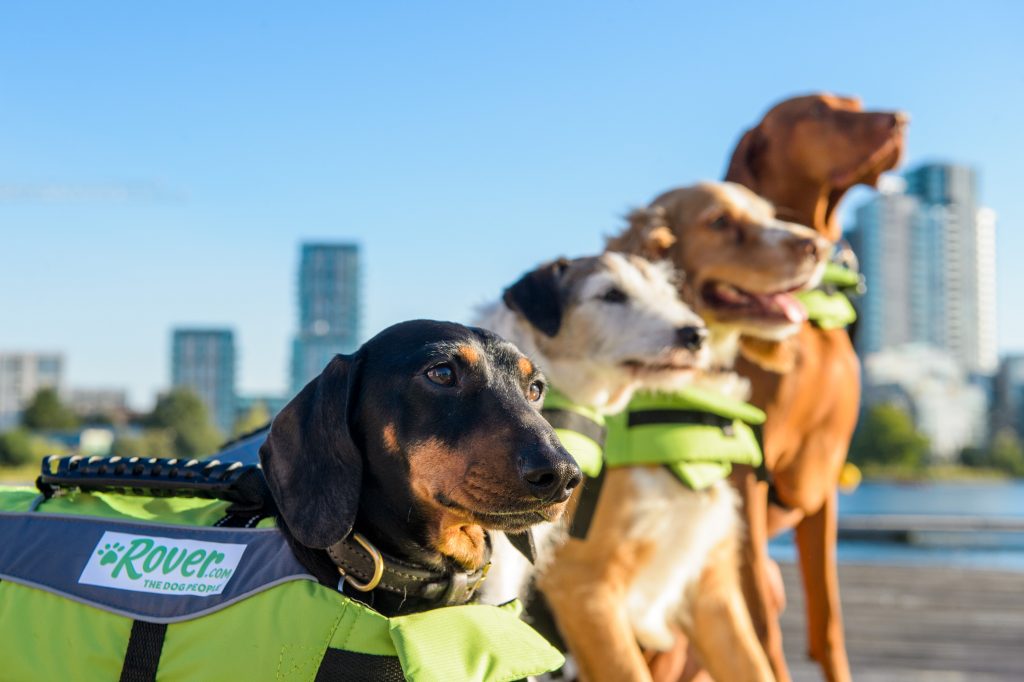 Rover.com launches in the UK with a splash | The Dog People by Rover.com