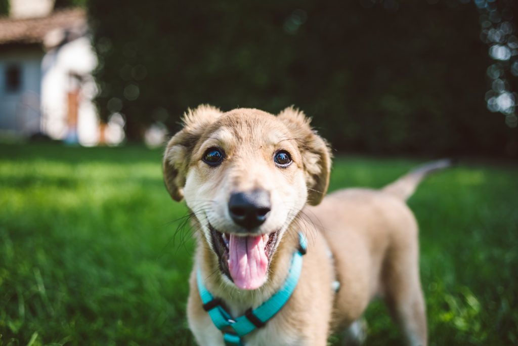 How to Stop “Mouthing” Behaviour in Older Dogs | The Dog People by ...