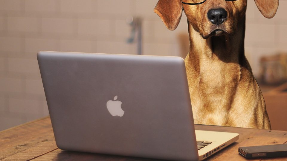 7 Fake Dog Jobs That Should Definitely Exist | The Dog People by Rover.com