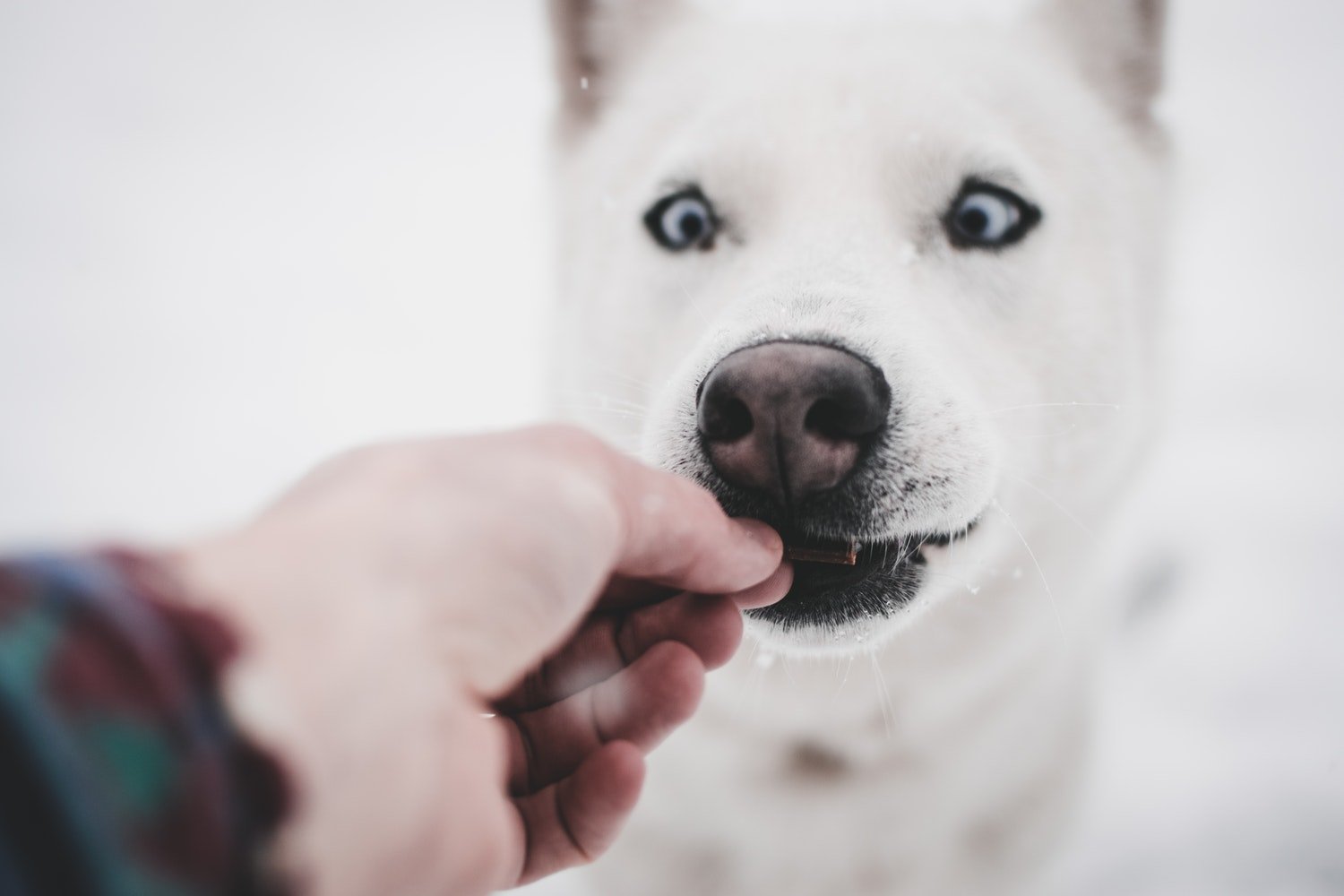 Don’t Call it ‘Treat Training’: Why and How to Use Rewards in Dog ...