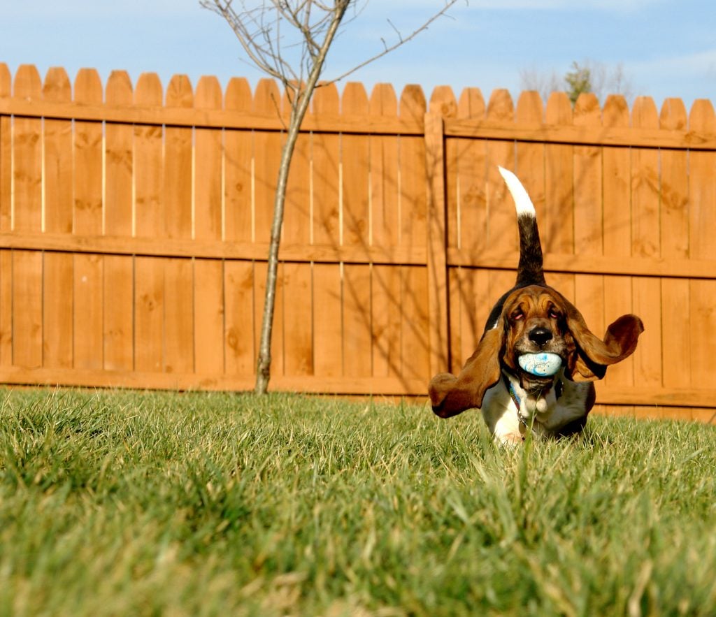 11 Surprising Facts about Basset Hounds | The Rover Blog