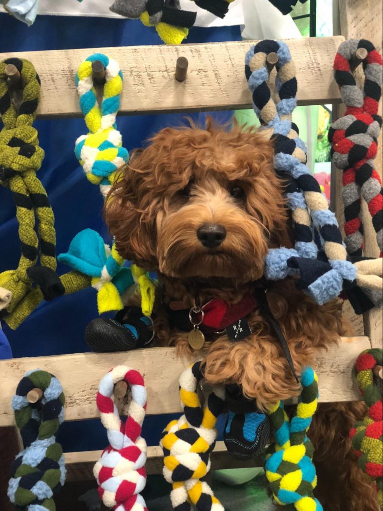 The 8 Hottest New Dog Products Will Make Your Life Easier (and Cuter ...