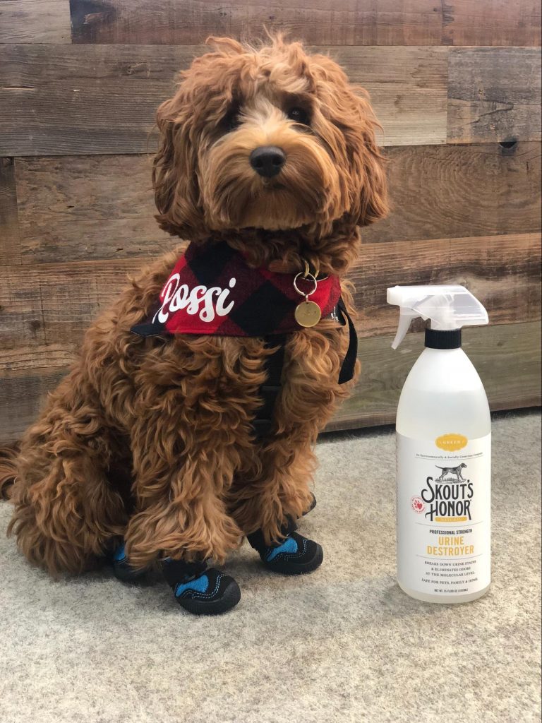 The 8 Hottest New Dog Products Will Make Your Life Easier (and Cuter ...