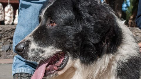 Meet the Mucuchí: The Dog Breed with the World's Cutest Name | The ...