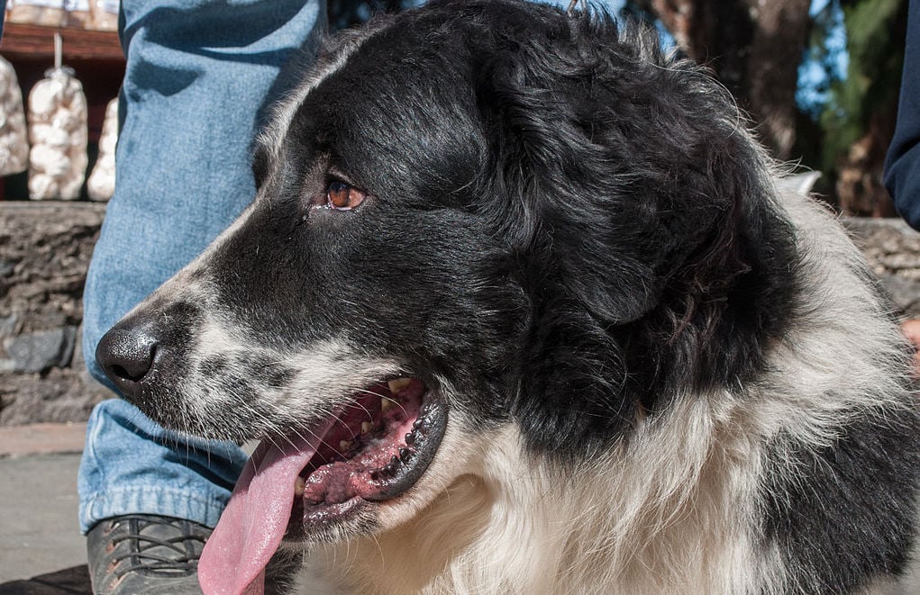 Meet the Mucuchí: The Dog Breed with the World's Cutest Name | The Dog ...