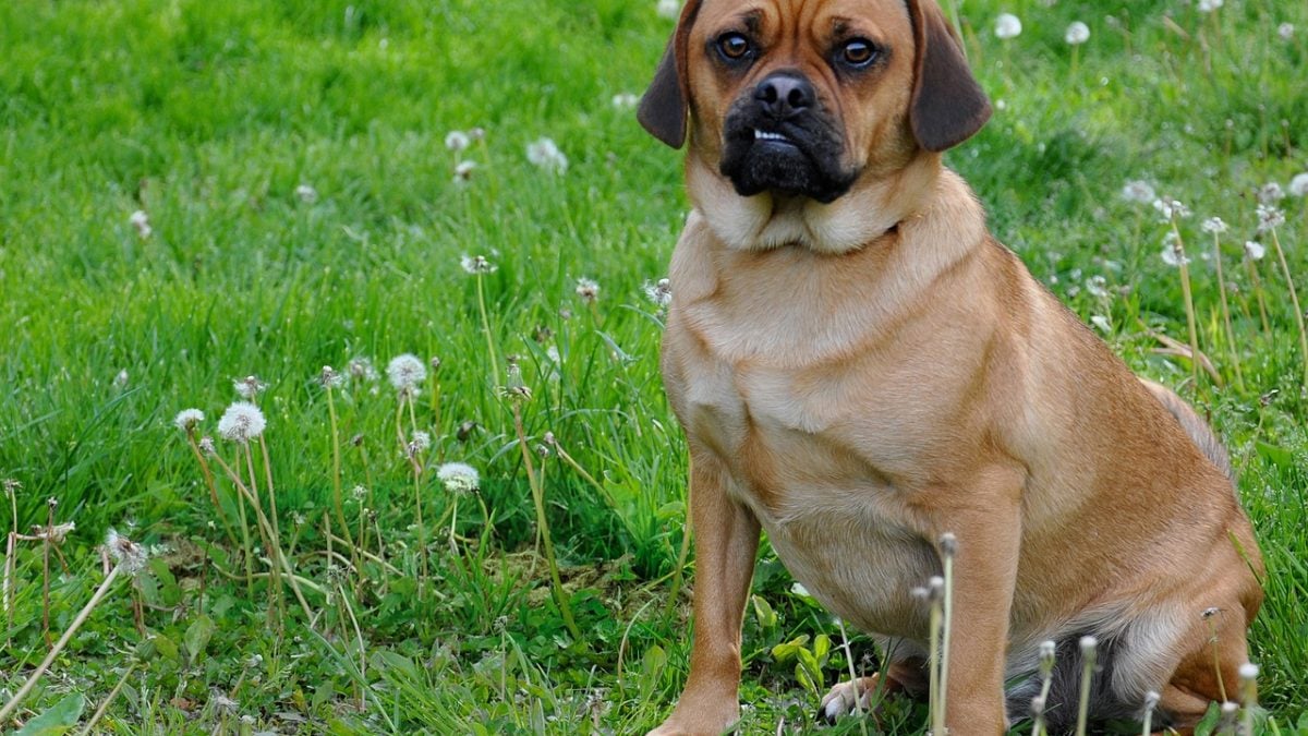 8 Things Only Puggle People Truly Understand | The Dog People by Rover.com