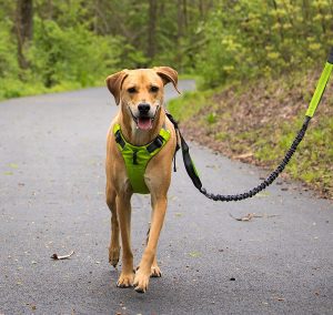 Your Complete Guide to Dog Harnesses | The Dog People by Rover.com