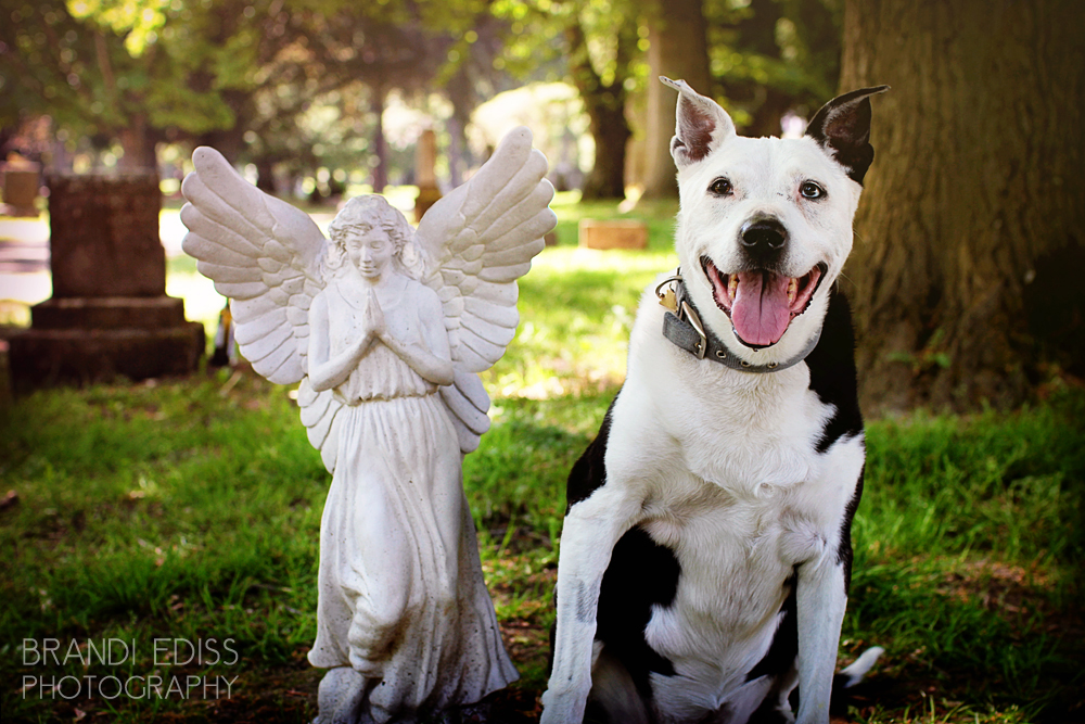 How to Plan a Fab Outdoor Photo Shoot With Your Dog | The Dog People by ...