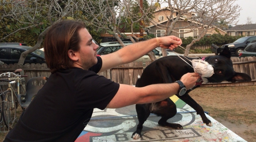 Protecting Your Dog from Wildfire Smoke and Poor Air Quality | The Dog ...