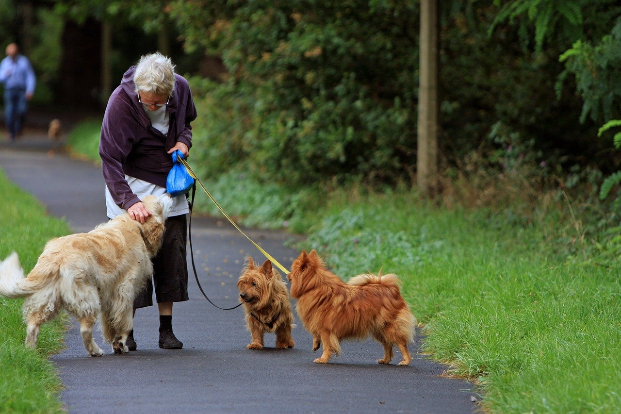 A Veterinarian's Tips to Keep Your Senior Dog Moving | The Dog People ...