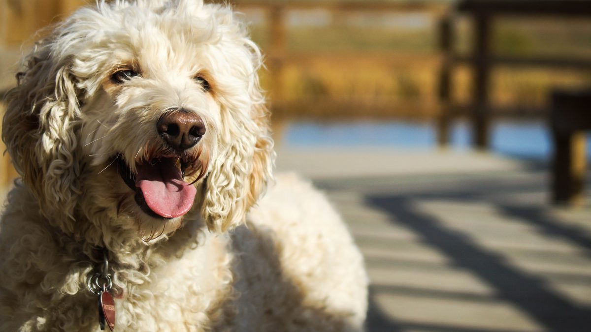 9 Low-Maintenance Dog Breeds That Are Ready for a Fur-Free Snuggle ...