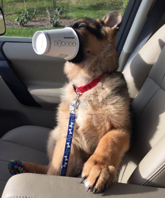 Are Therapy Dogs Allowed In Stores Uk