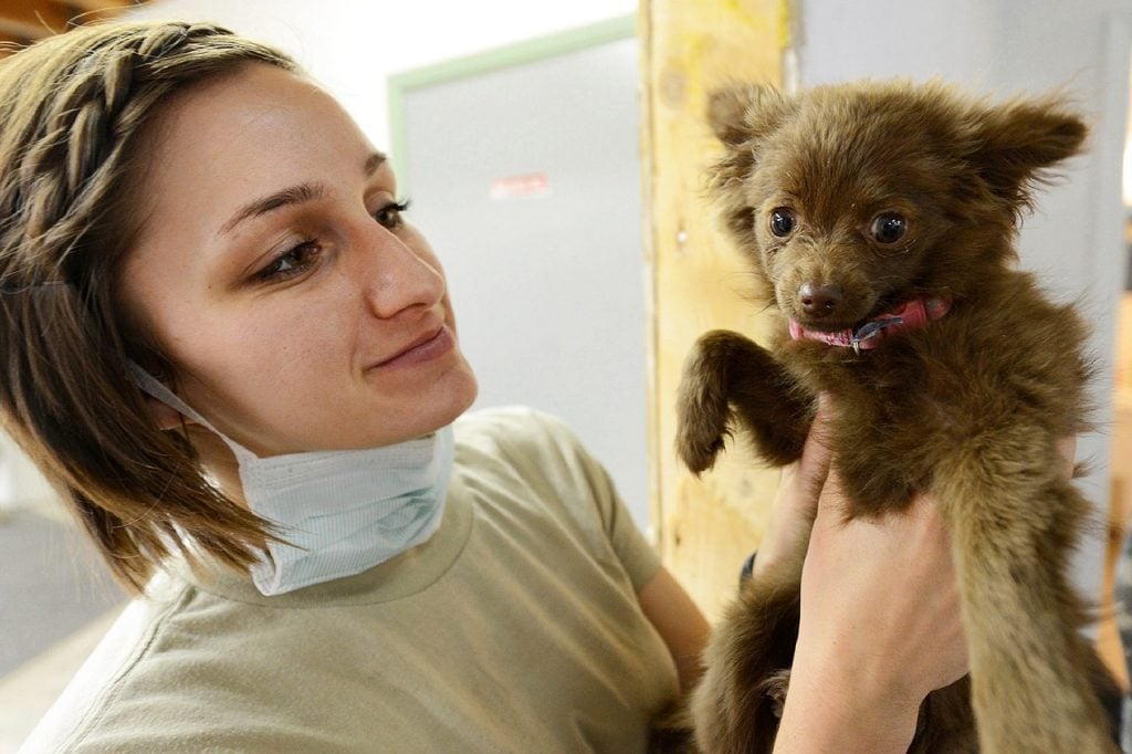 Puppy Vaccine Reactions: What to Expect and When to Worry | The Rover Blog