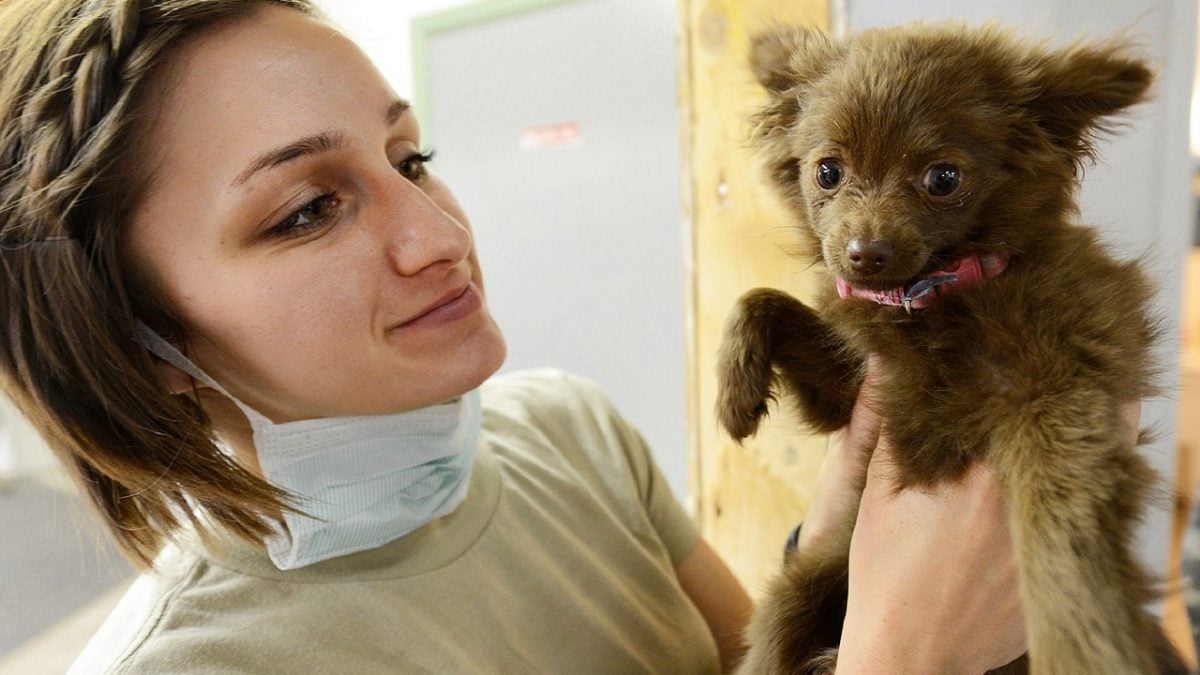 Puppy Vaccine Reactions: What to Expect and When to Worry | The Dog ...