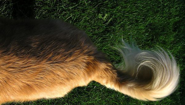 Dog Chafing: What to Do and How to Help | The Dog People by Rover.com