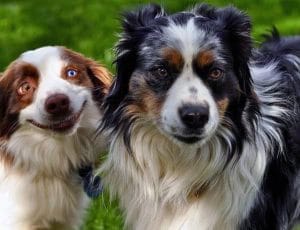 The Most Popular Dog Middle Names