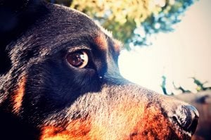 11 Facts Rottweiler People Understand Better Than Anyone | The Dog ...