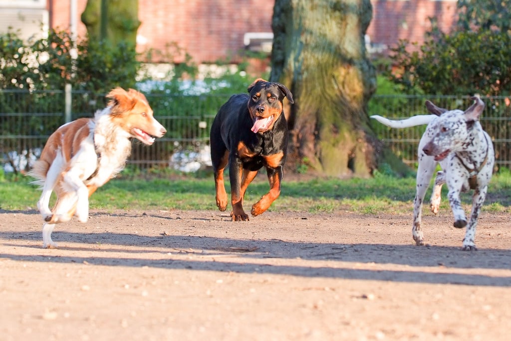 11 Rottweiler Facts People Understand Better Than Anyone - Rottweiler Life