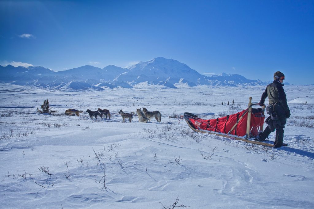 Alaskan Dog Names | 75 Alaskan Dog Names for Your Northern Dog