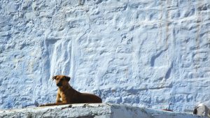 Indian Dog Names | The 75 Best Indian Dog Names