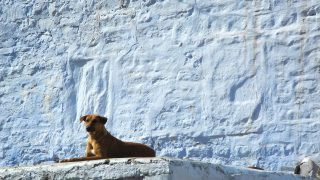 Indian Dog Names | The 75 Best Indian Dog Names