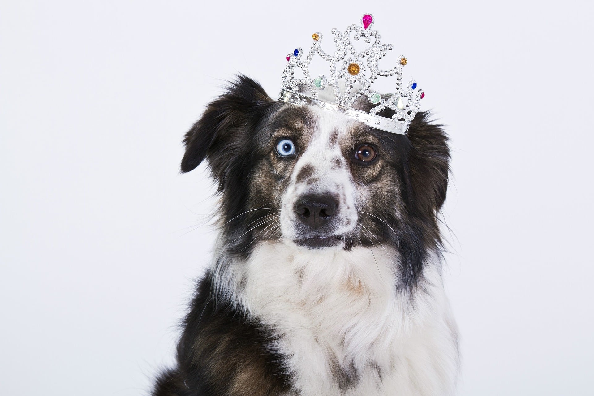 142 Best Regal Dog Names of with Popularity