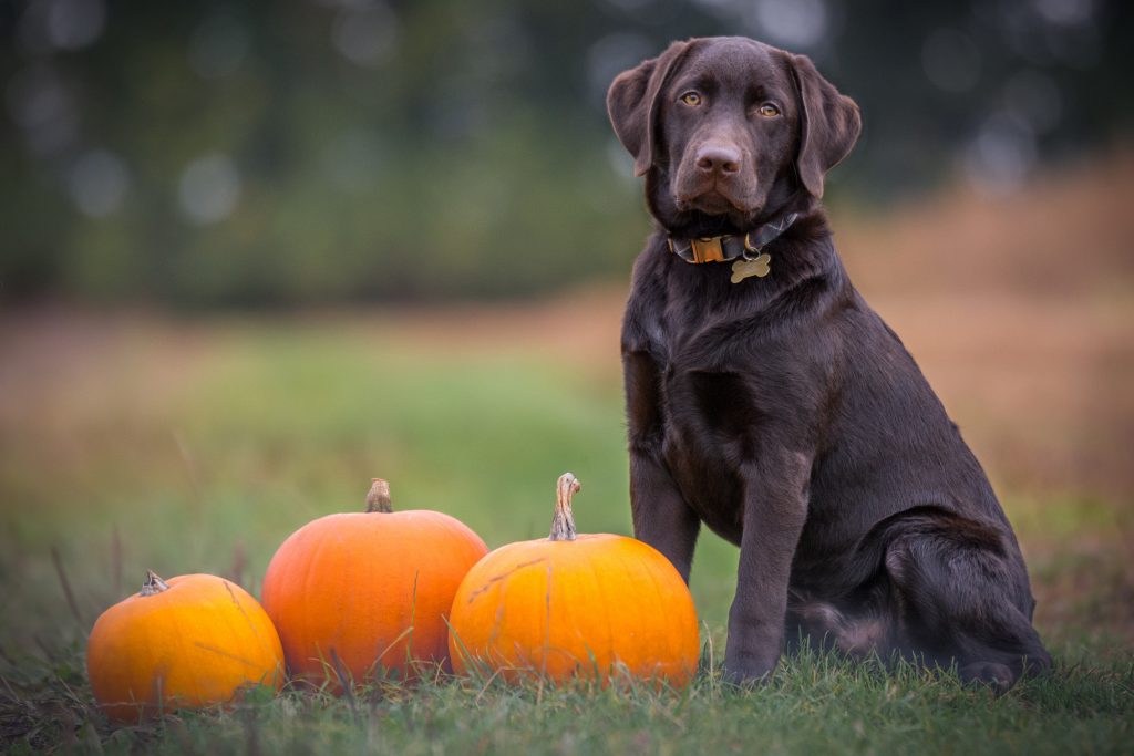 Halloween Dog Names | 117 Fall Choices from Spooky to Sweet