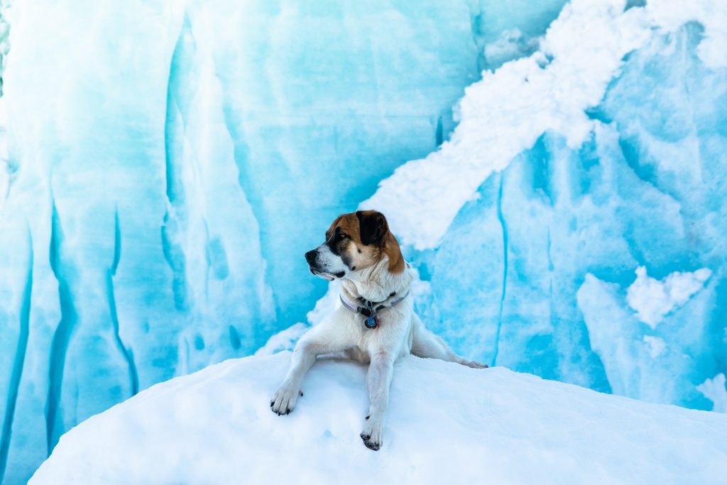 Alaskan Dog Names | 75 Alaskan Dog Names for Your Northern Dog