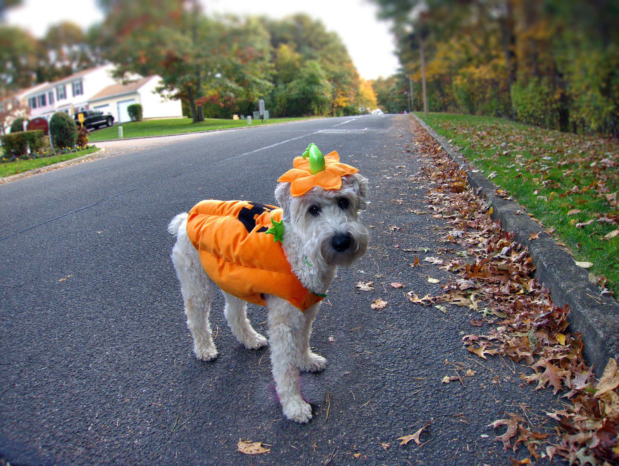 Everything You Need to Know for Your Puppy's First Halloween | The Dog ...