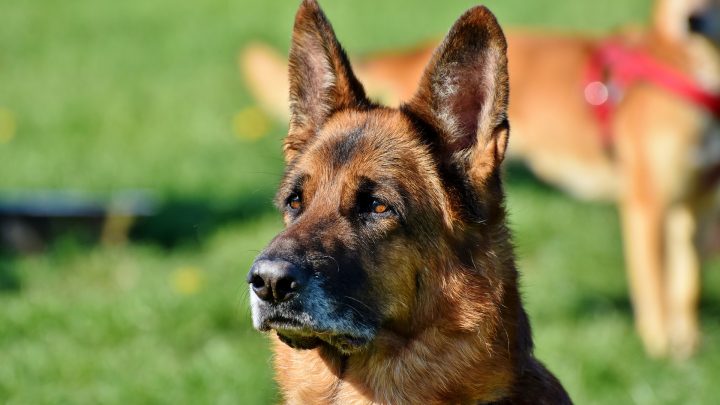 142 Best Regal Dog Names of with Popularity