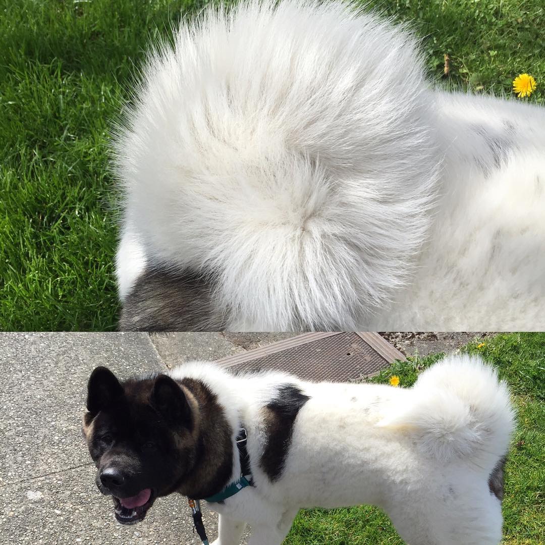 Bear Cub or Puppy?: 10 Things Akita People Know by Heart | The Rover Blog
