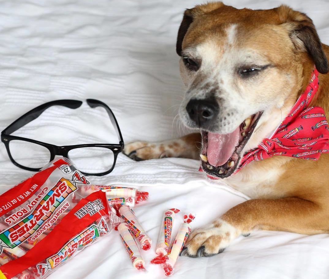 What Happened To Candys Dog