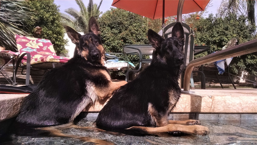 Can You Help These "Straight Leg" Dogs Find a Forever Home? | The Dog ...