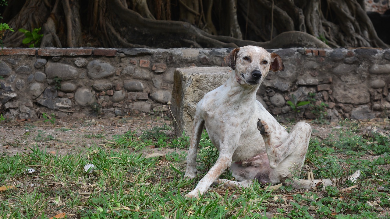 A Vet's Guide To Treating Your Dog's Dry Skin | The Rover Blog
