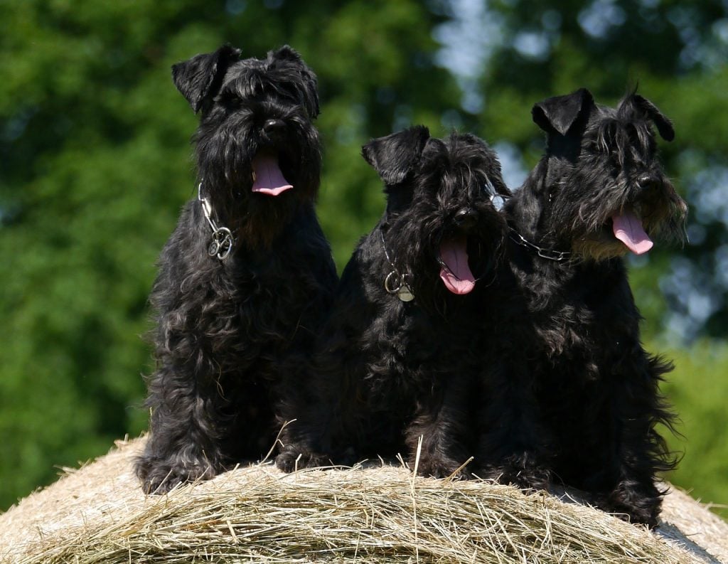 9 Things Only Schnauzer People Understand | The Dog People by Rover.com